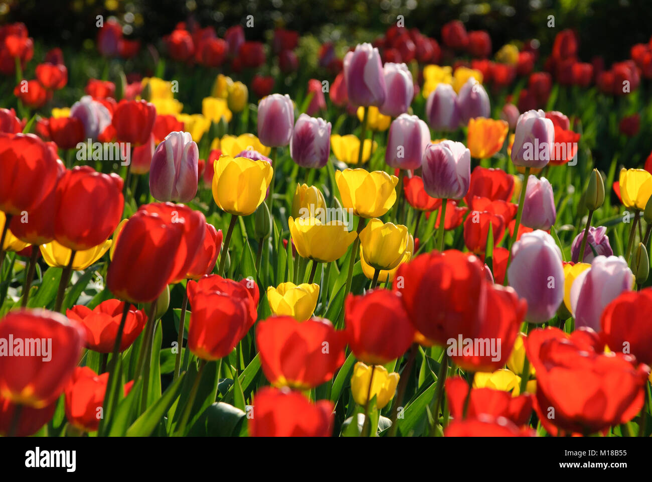 Tulpenblüte im Hermannshof Weinheim - Tulips flowering in the ...