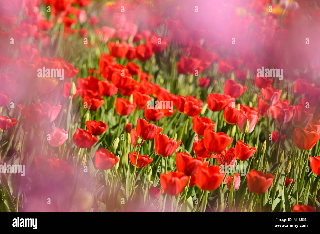 Tulpenblüte im Hermannshof Weinheim - Tulips flowering in the ...