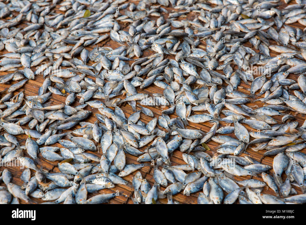 Fish are being dried under the sun at jessore in Bangladesh Stock Photo ...