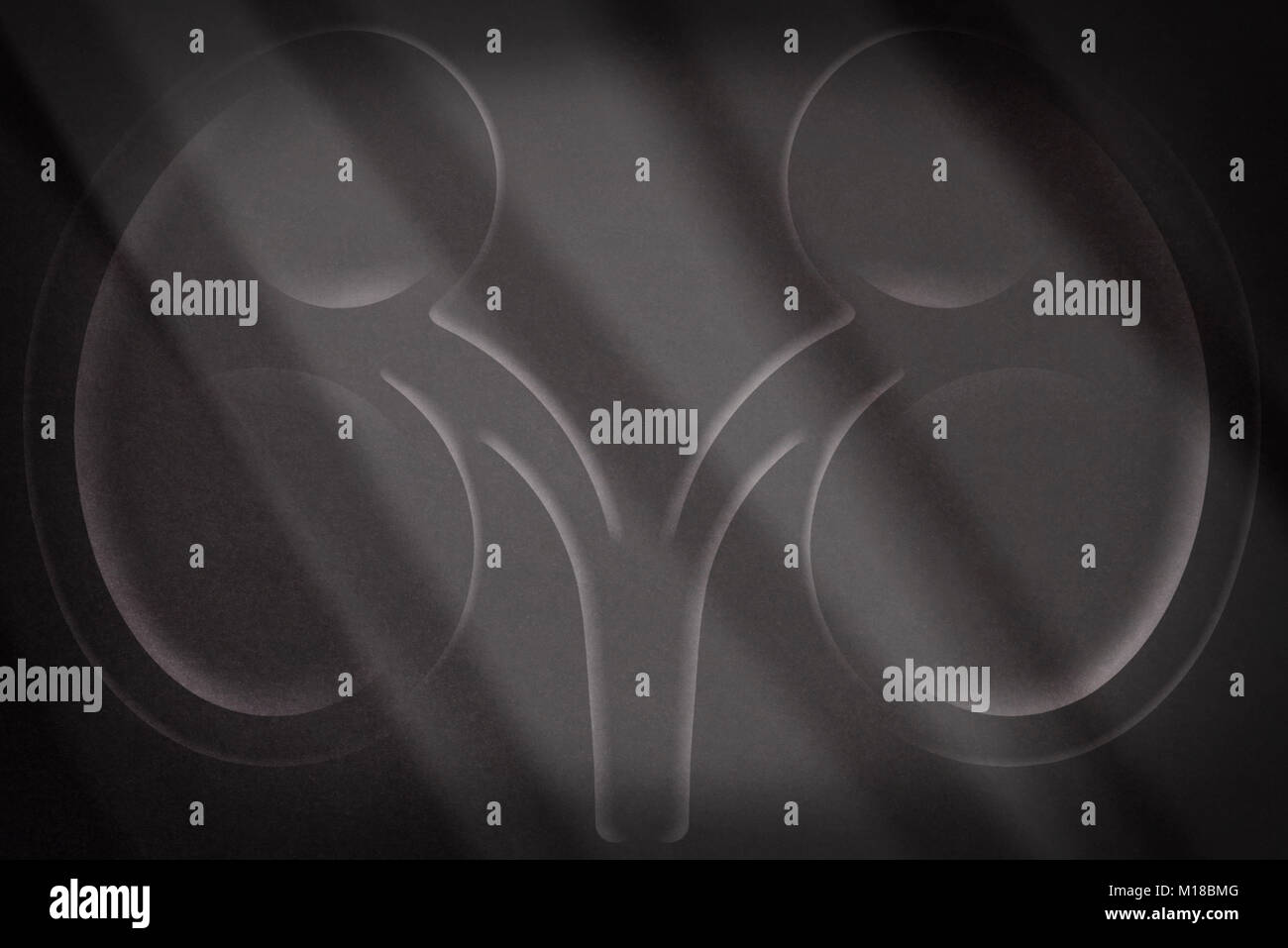 Medical background on the kidney with two kidneys and gray gradient ...