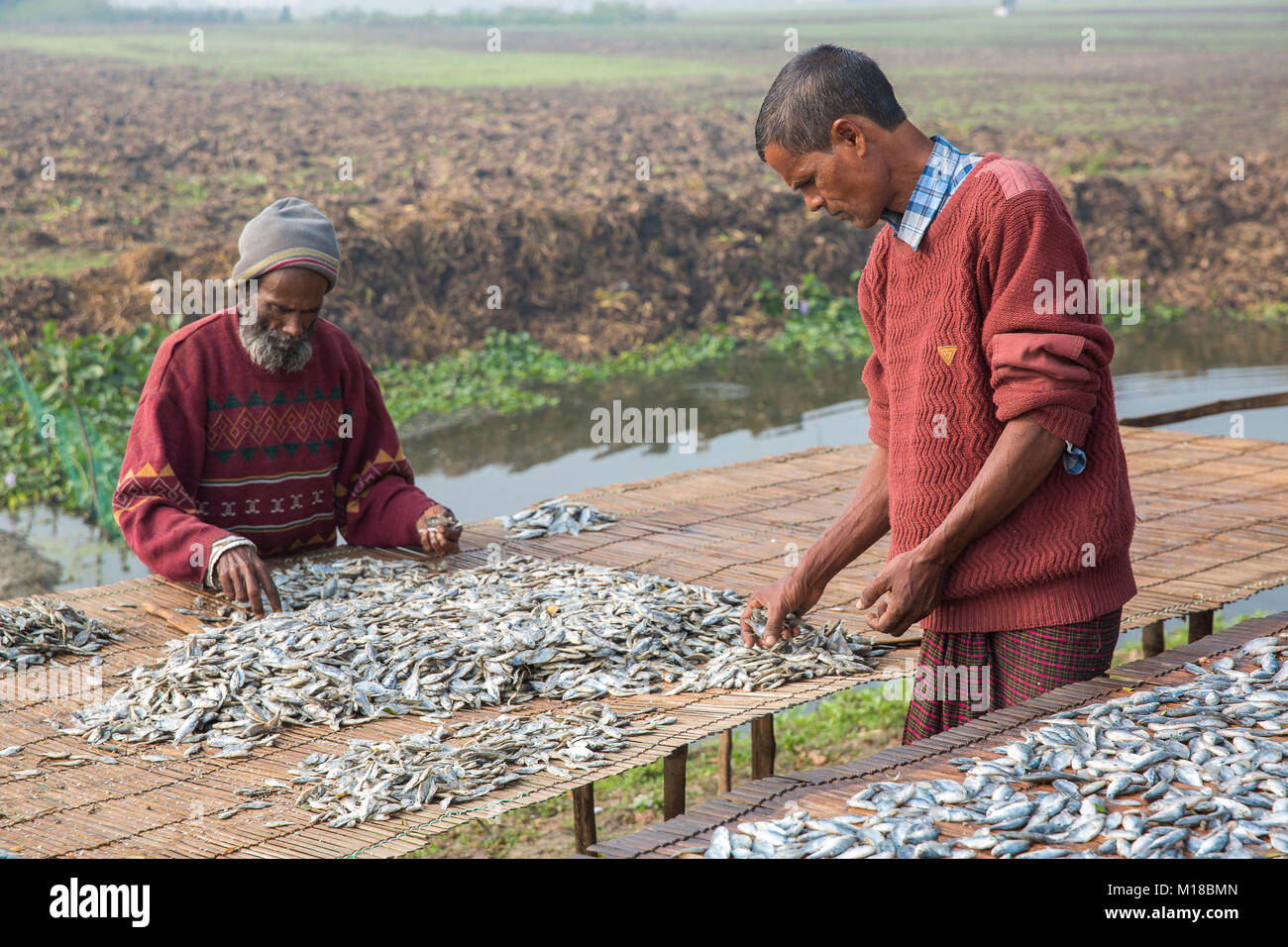 Fish are being dried under the sun at jessore in Bangladesh Stock Photo ...