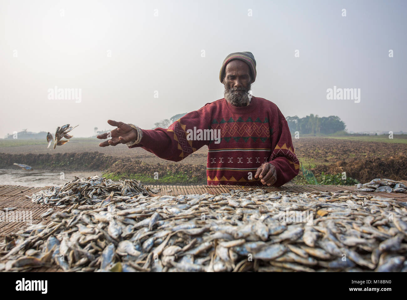 Fish are being dried under the sun at jessore in Bangladesh Stock Photo ...
