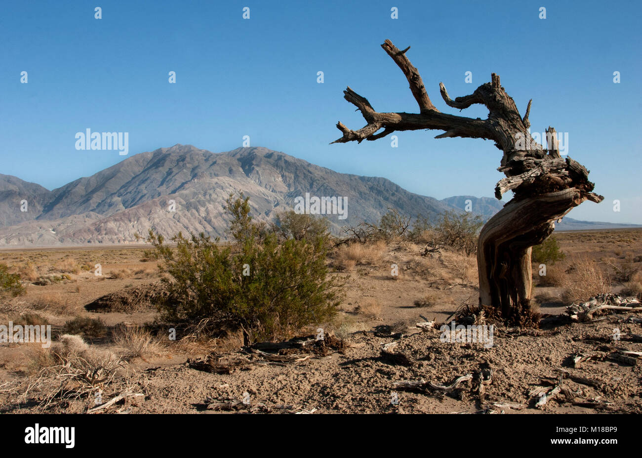 Dead cottonwood tree in sand near sand dunes in Death Valley California ...