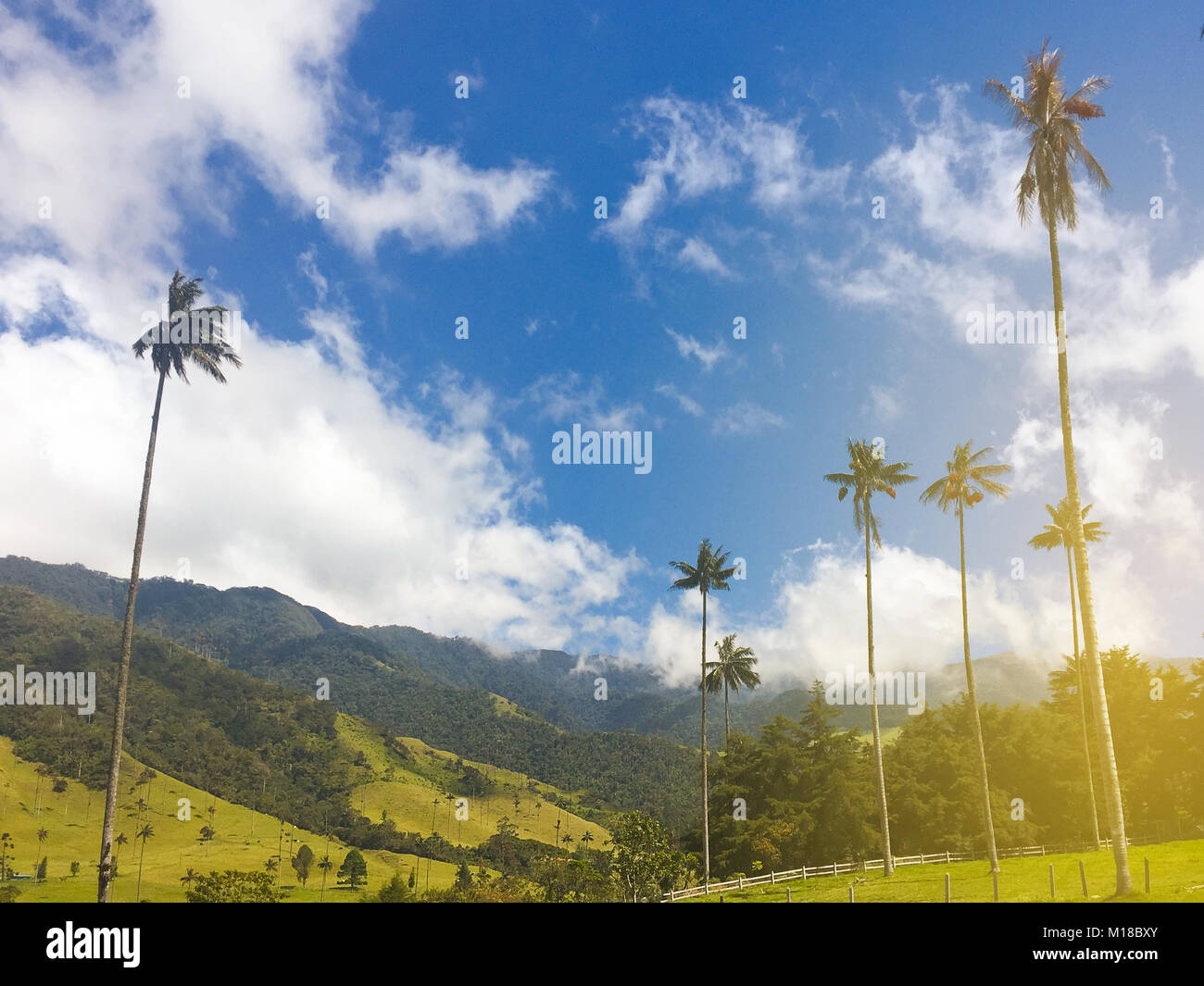 wax palm trees, valley cocora landscape in colombia Stock Photo - Alamy