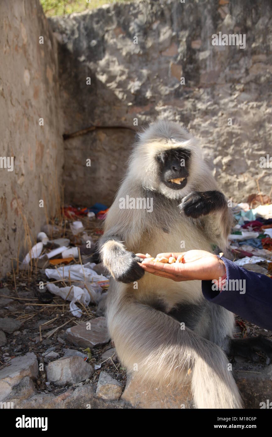 Holy monkeys in India Stock Photo - Alamy