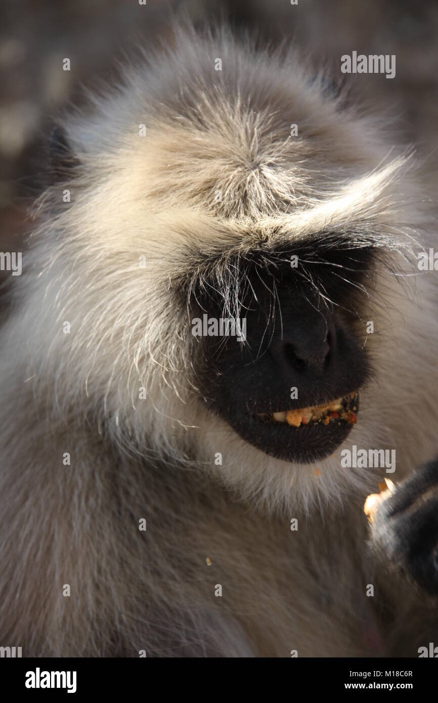 Holy monkeys in India Stock Photo - Alamy