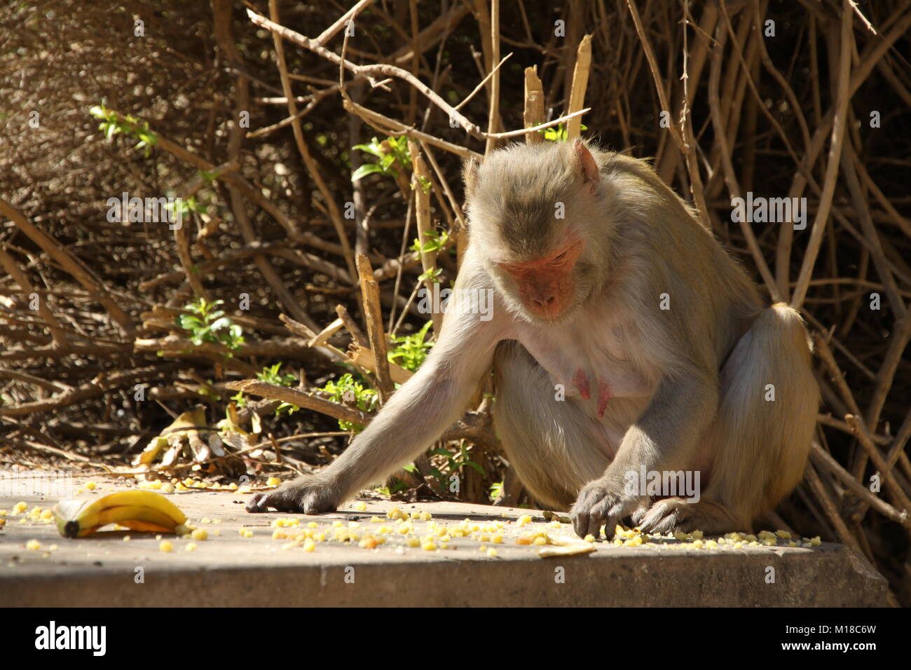 Holy monkeys in India Stock Photo - Alamy