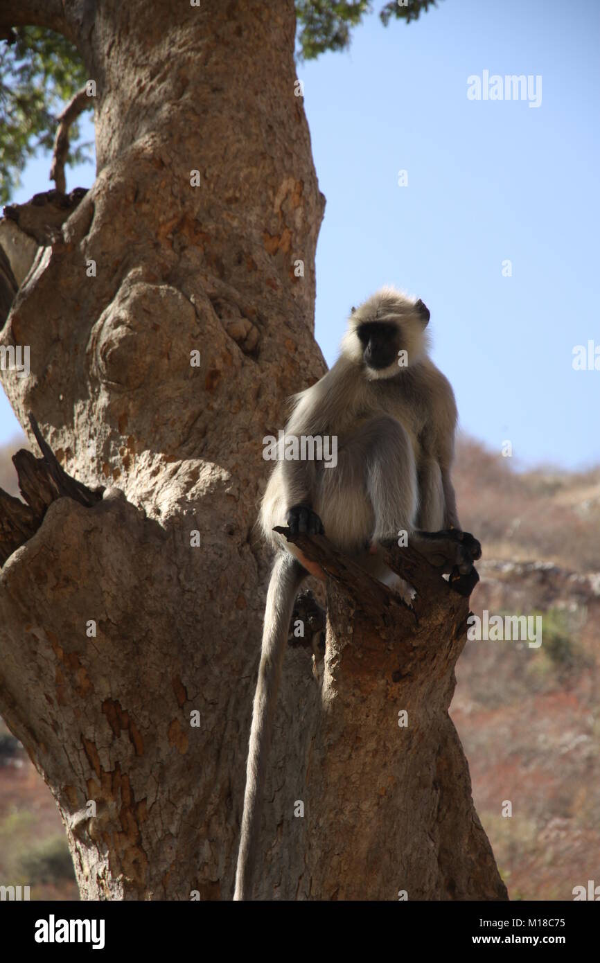 Holy monkeys in India Stock Photo - Alamy