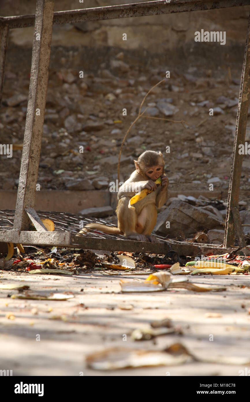 Holy monkeys in India Stock Photo - Alamy