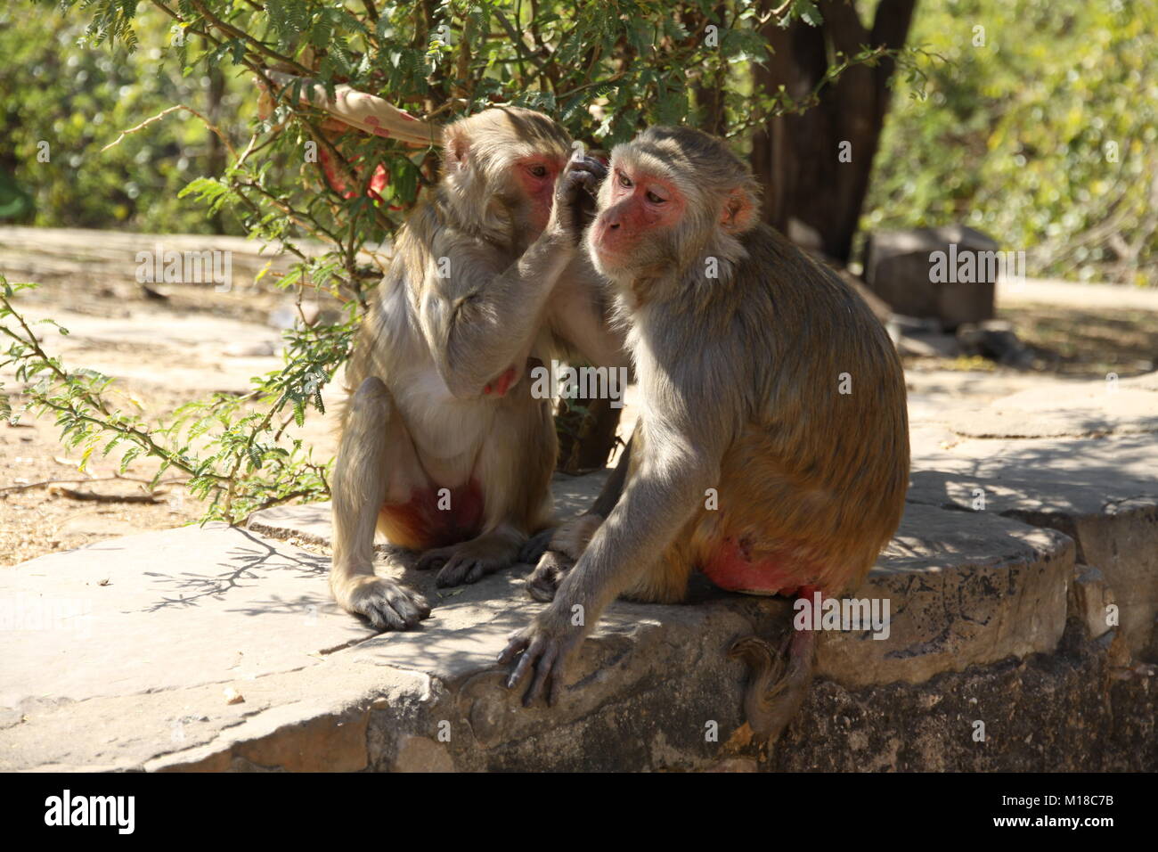 Holy monkeys in India Stock Photo - Alamy