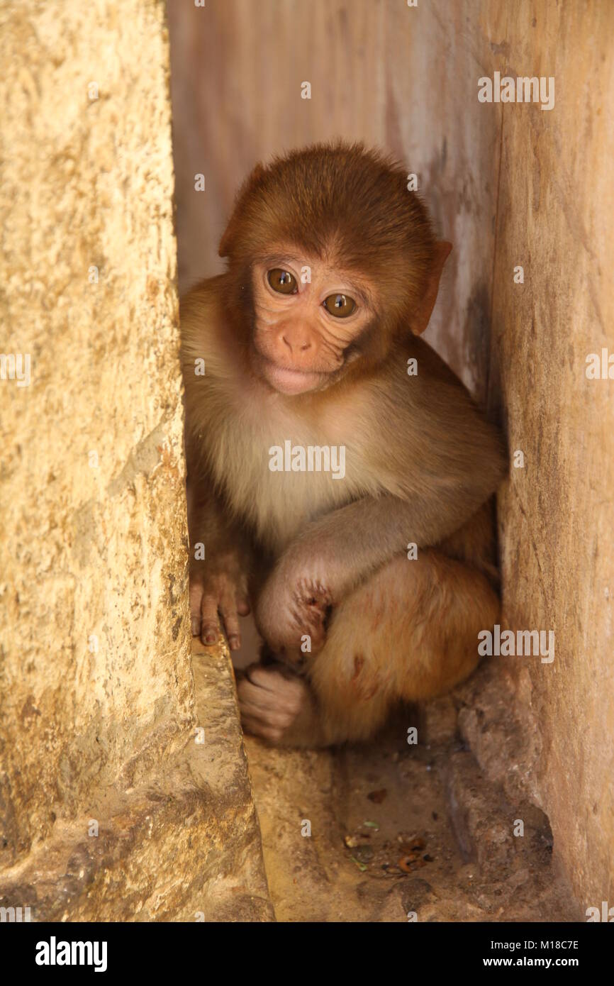 Holy monkeys in India Stock Photo - Alamy