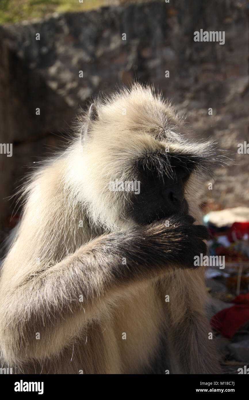 Holy monkeys in India Stock Photo - Alamy
