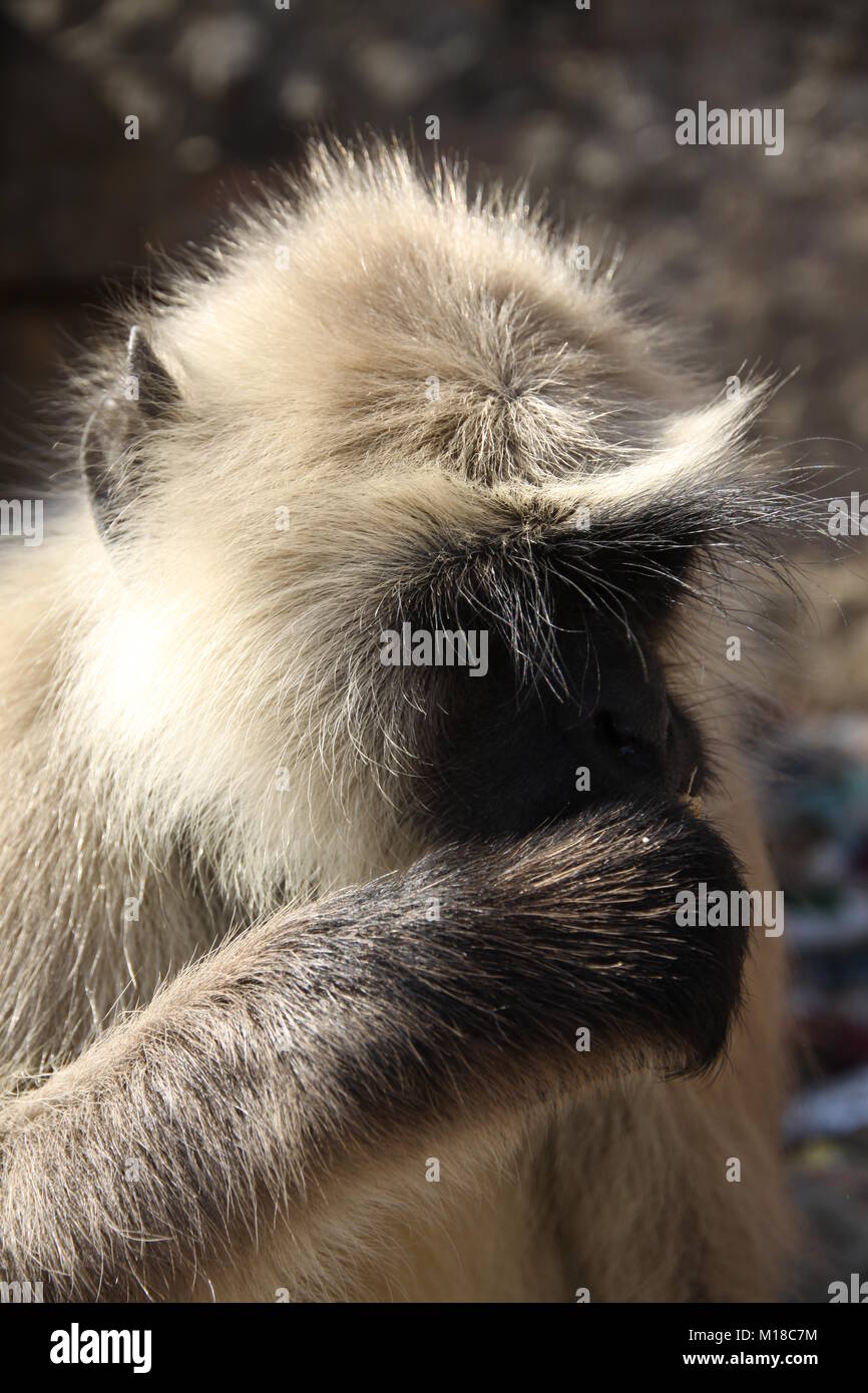 Holy monkeys in India Stock Photo - Alamy