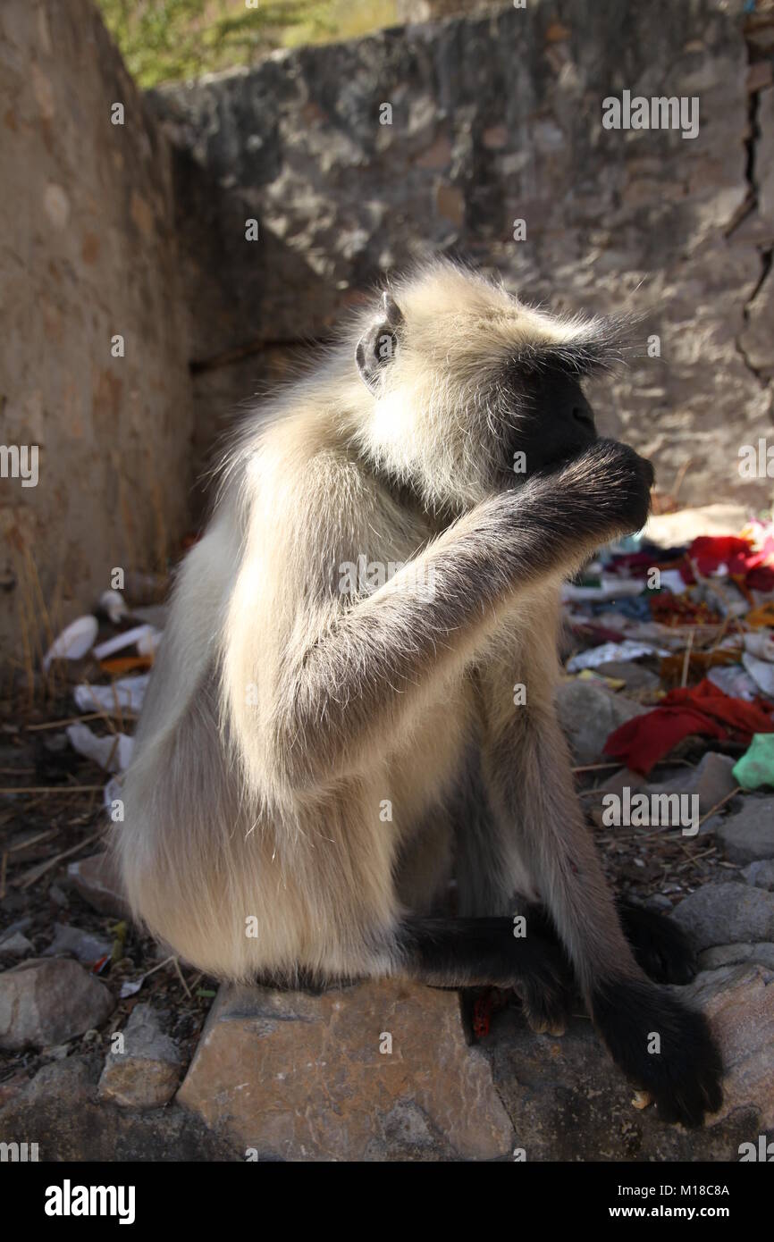 Holy monkeys in India Stock Photo - Alamy