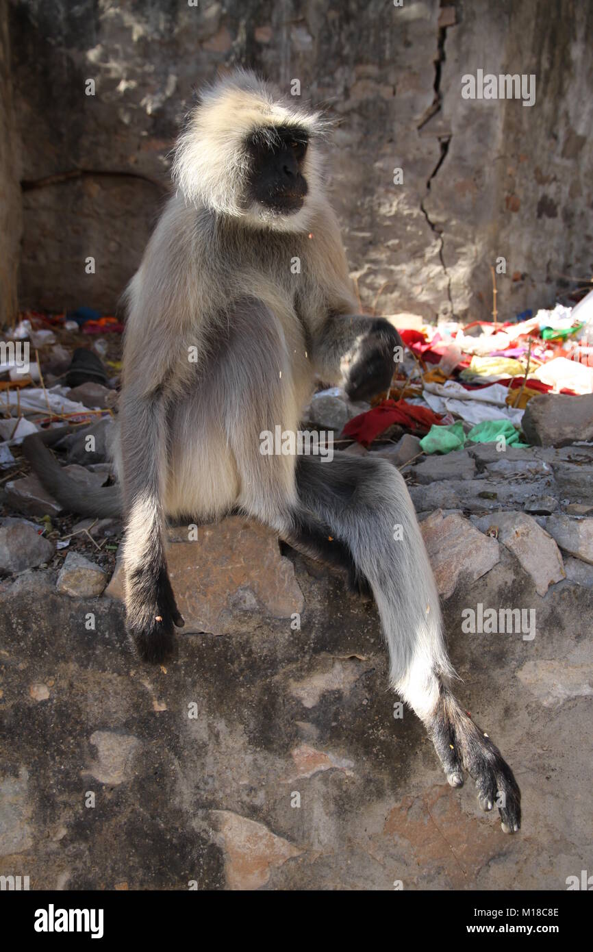 Holy monkeys in India Stock Photo - Alamy