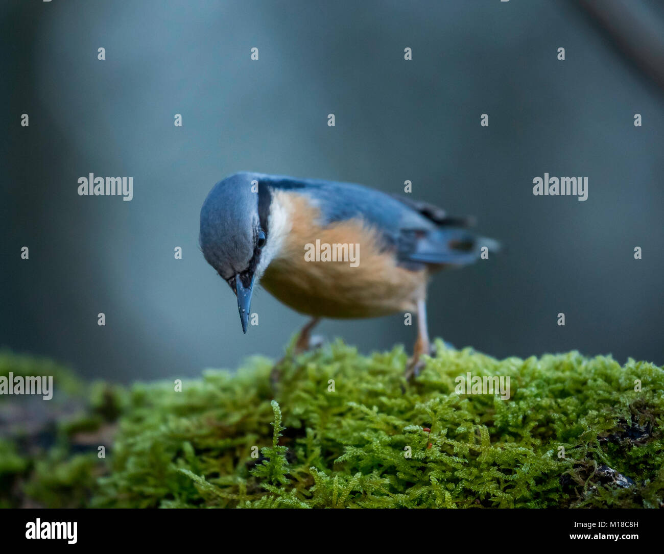 Nut hatch uk hi-res stock photography and images - Alamy