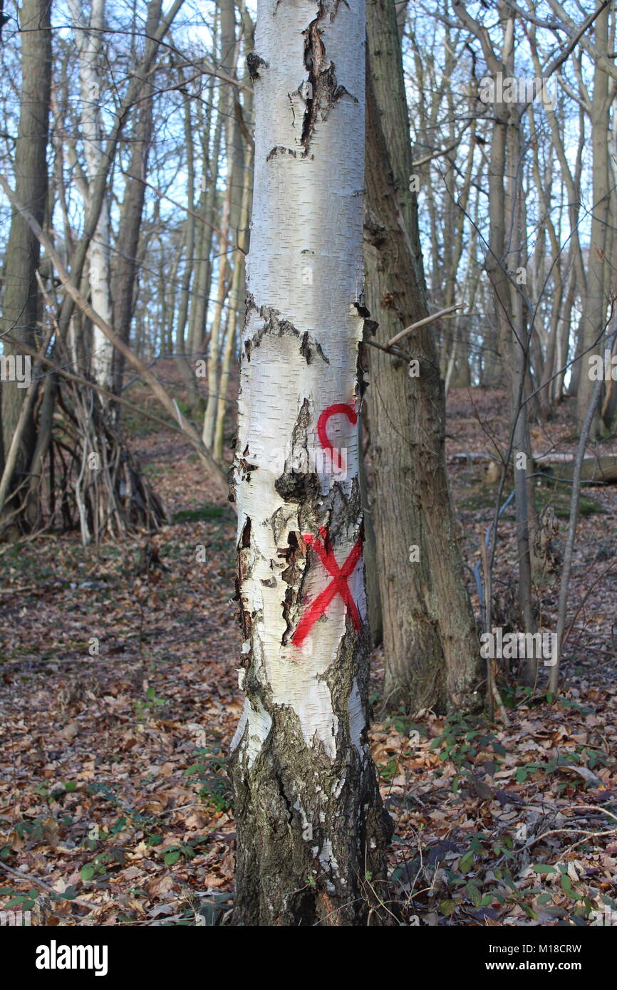 Silver Birch trees in British woodland Stock Photo - Alamy