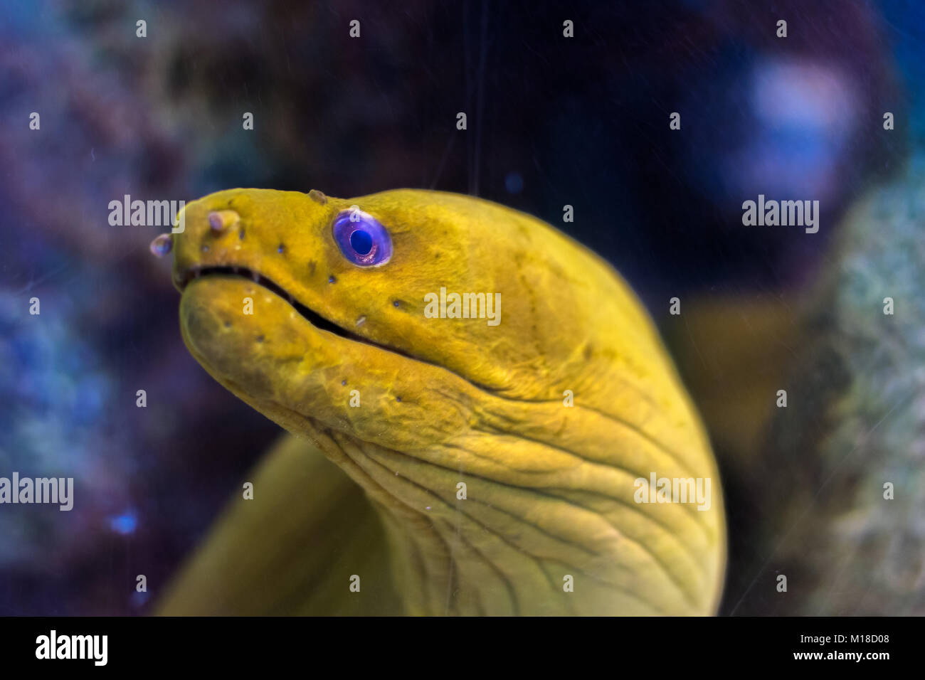 Moray eel smiling Stock Photo - Alamy