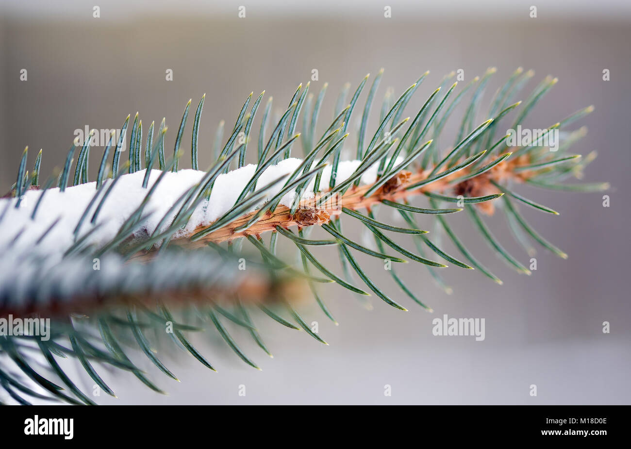 Fallen Christmas Tree High Resolution Stock Photography and Images - Alamy