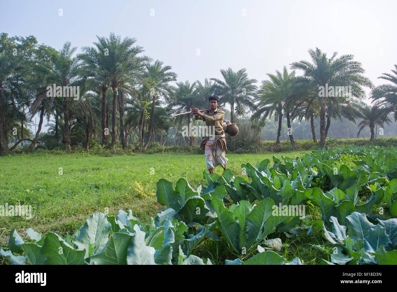 Khejur gaach hi-res stock photography and images - Alamy