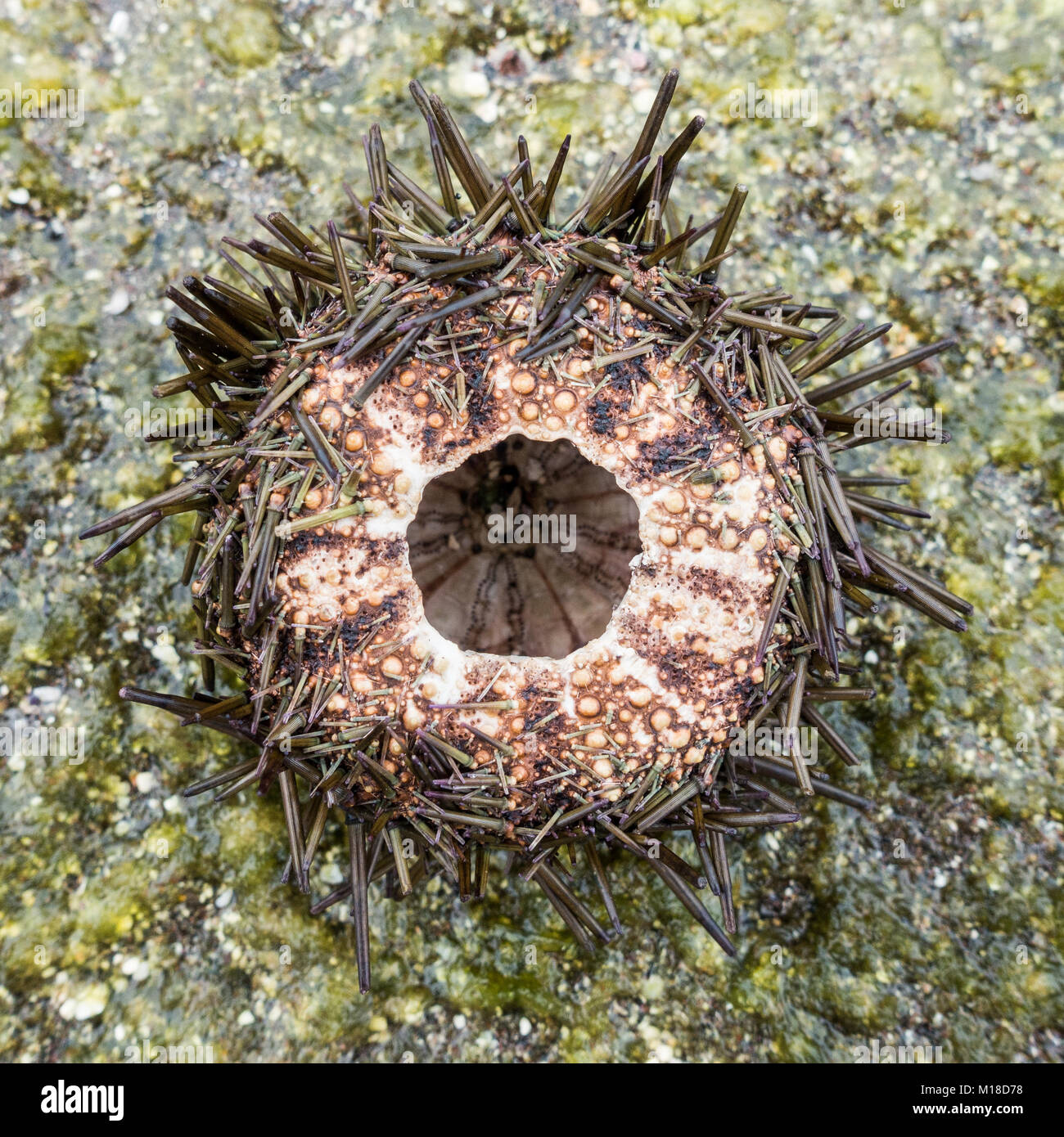 Echinus hi-res stock photography and images - Alamy
