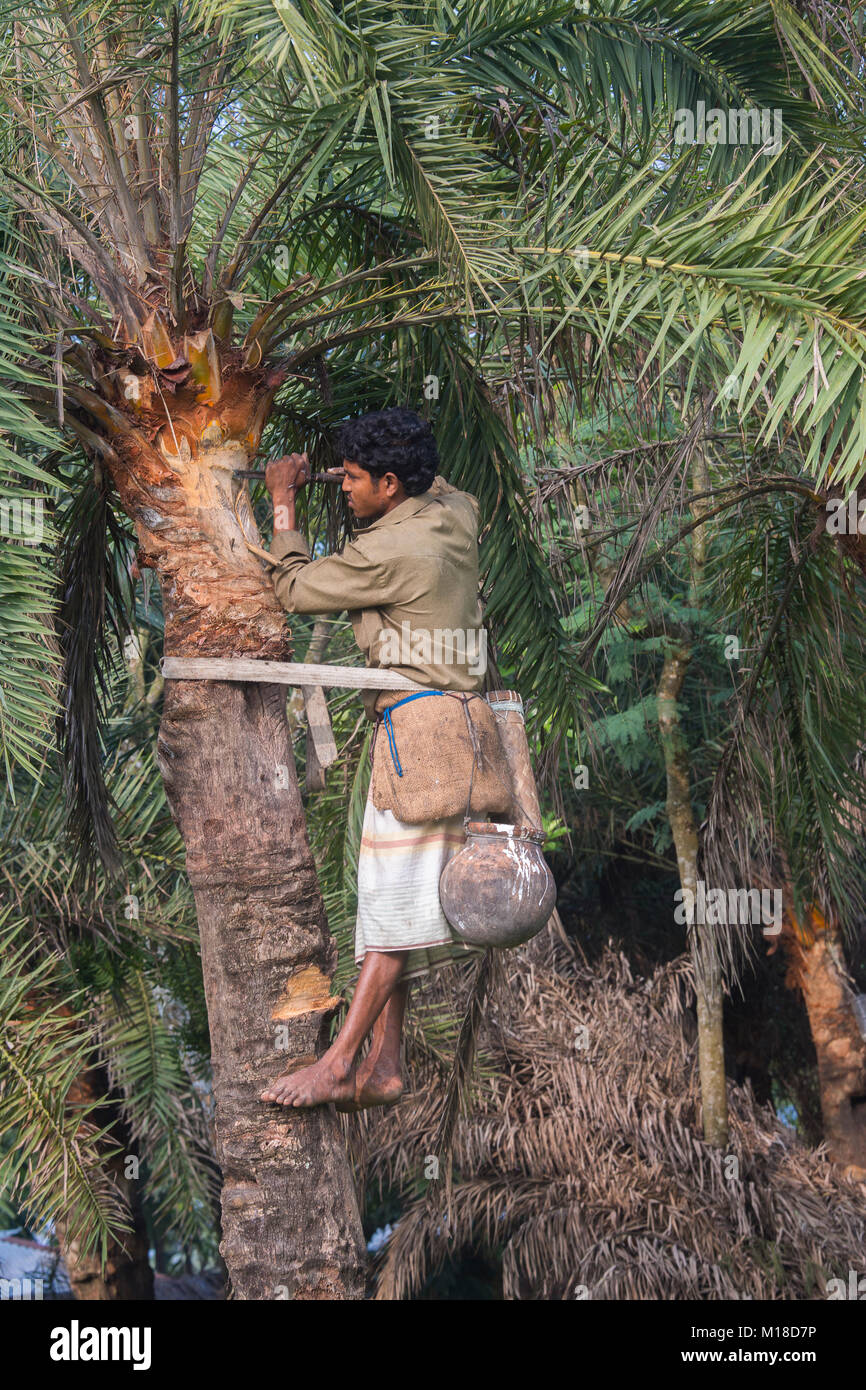 Khejur gaach hi-res stock photography and images - Alamy