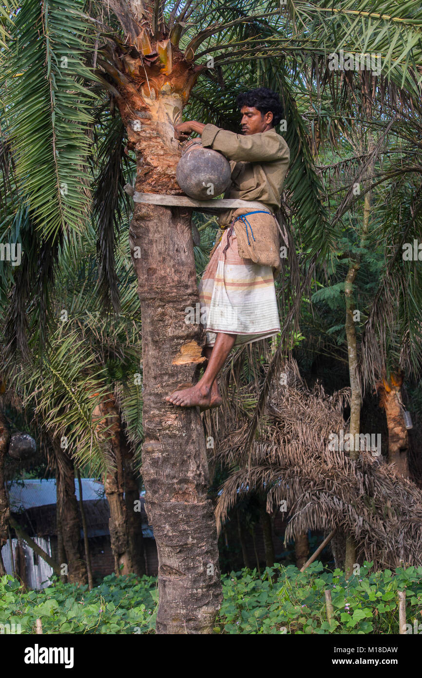 Date palm sap collector hanging a collection pot Khulna Division ...