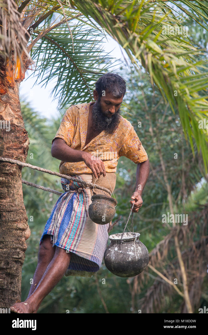 Date palm sap collector hanging a collection pot Khulna Division ...