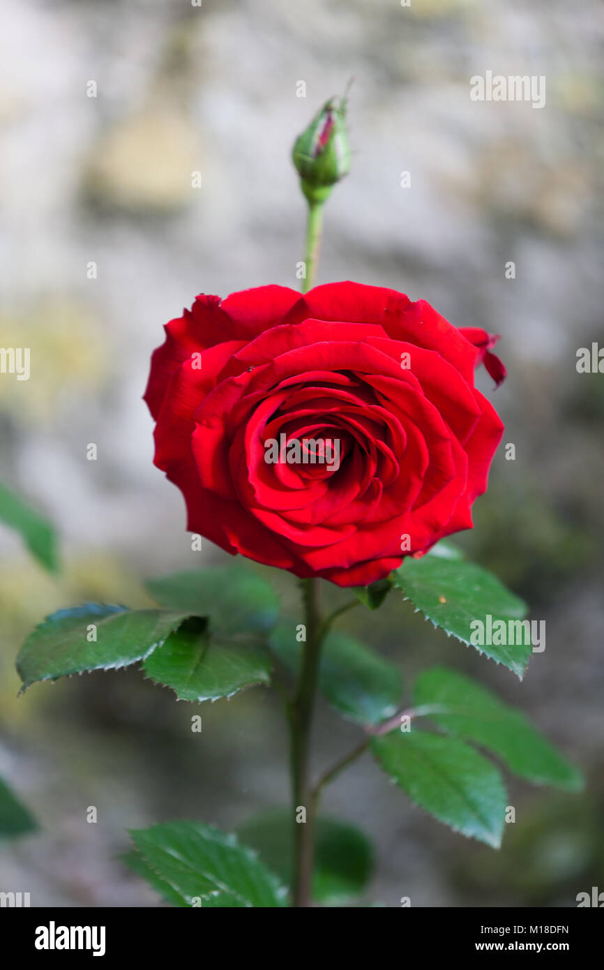 Red Rose on the Branch in the Garden Stock Photo - Alamy