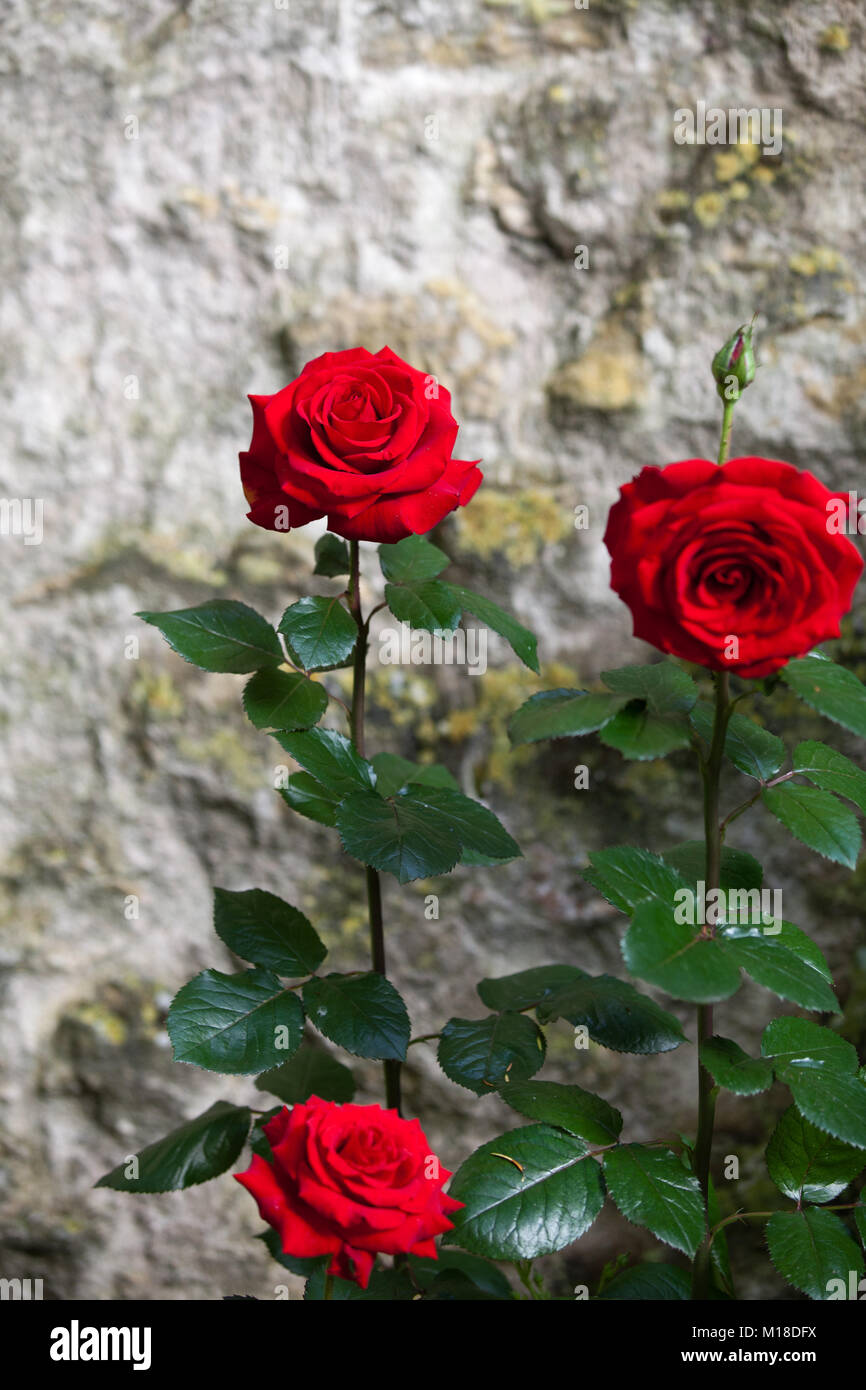 Red Rose on the Branch in the Garden Stock Photo - Alamy