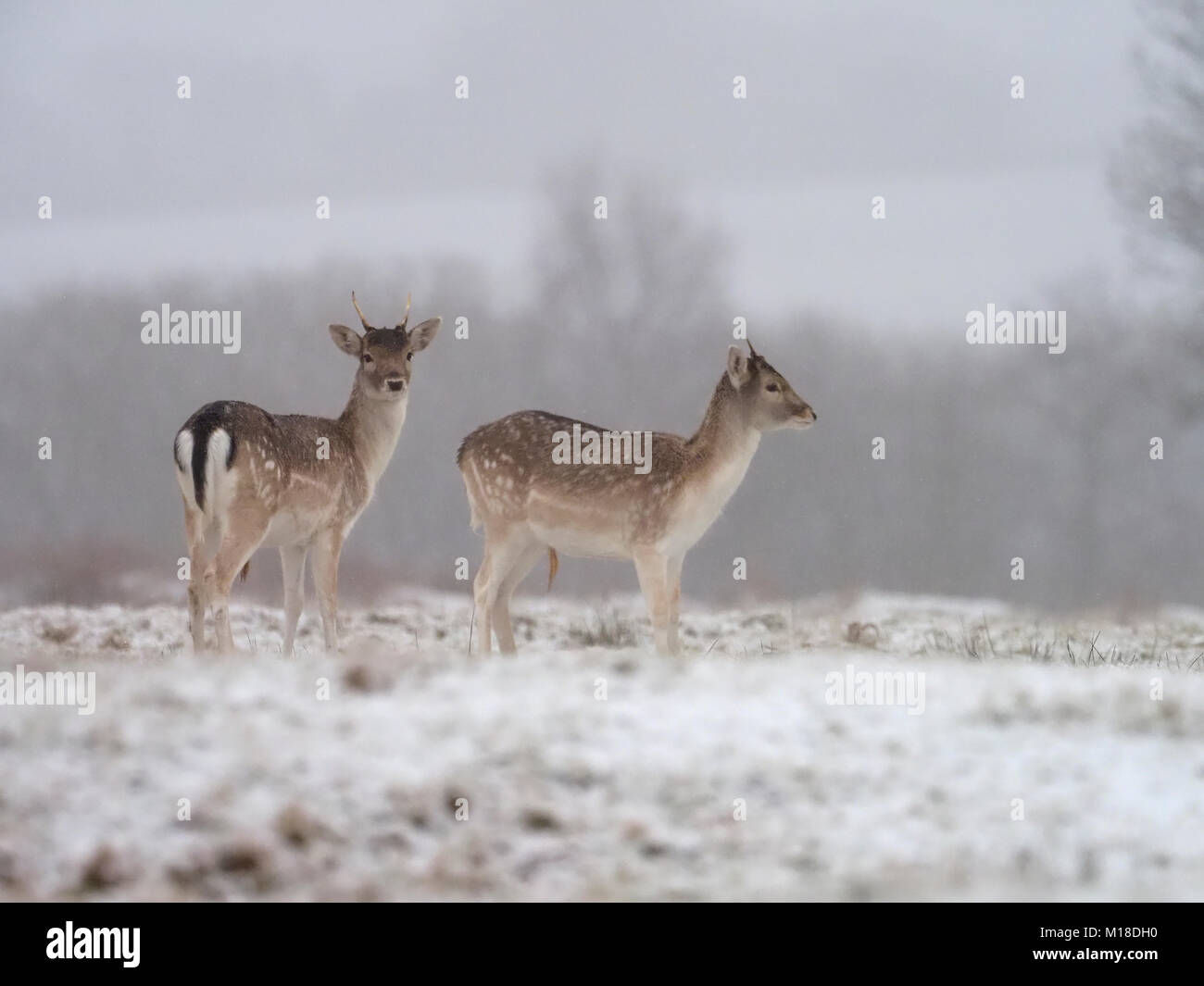Fallow deer, Dama dama, two mammals in snow, Leicestershre, January ...