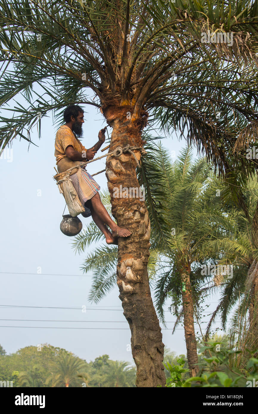 Date palm sap collector hanging a collection pot Khulna Division ...