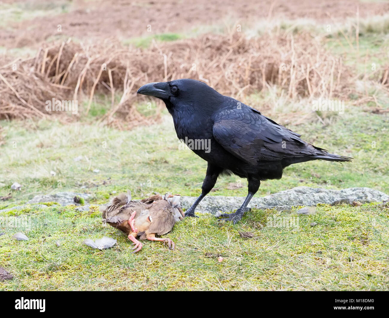 Red legged crow hi-res stock photography and images - Alamy