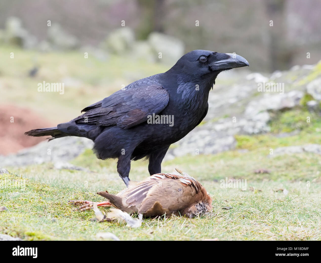 Red legged crow hi-res stock photography and images - Alamy