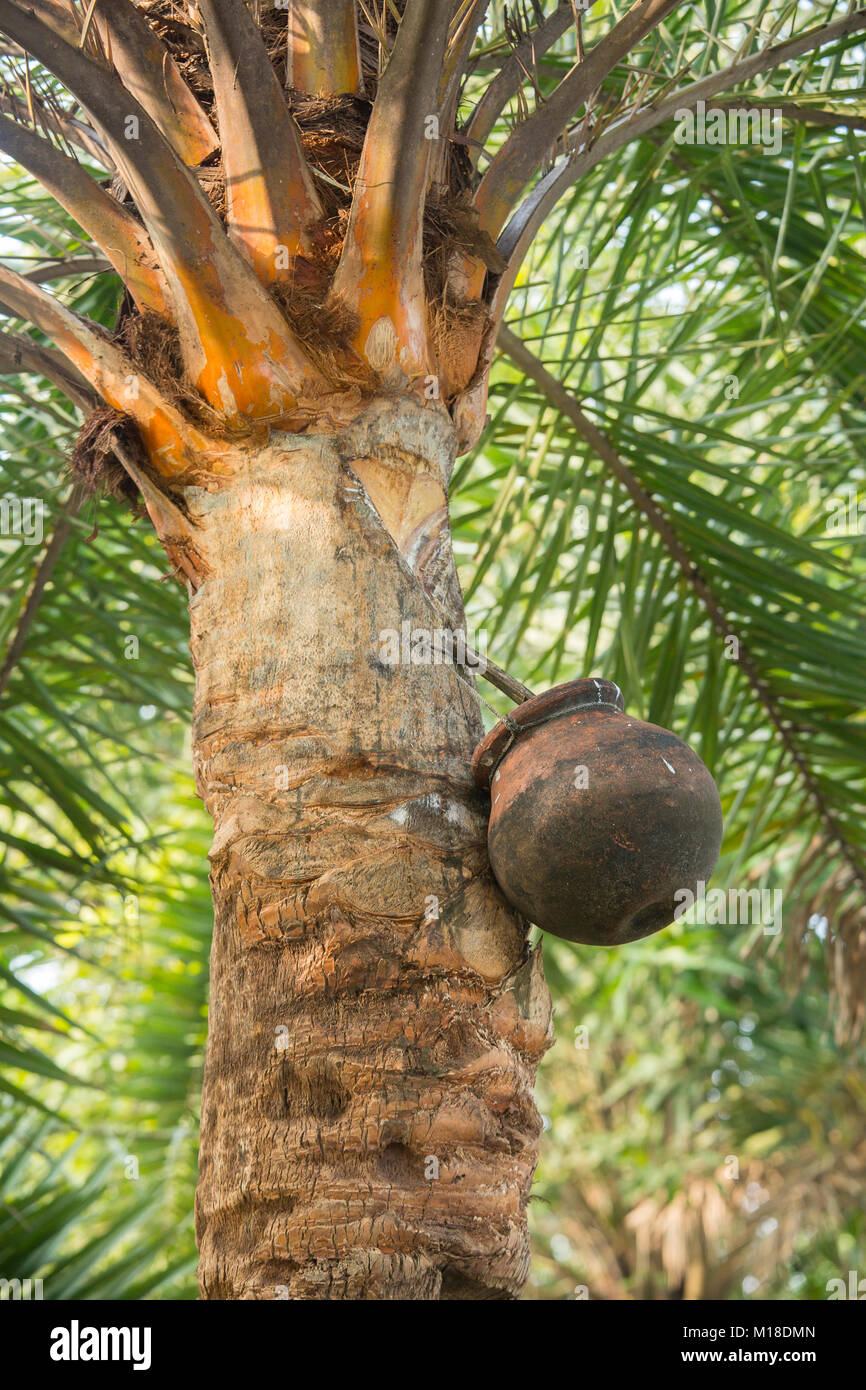 Khejur High Resolution Stock Photography and Images - Alamy