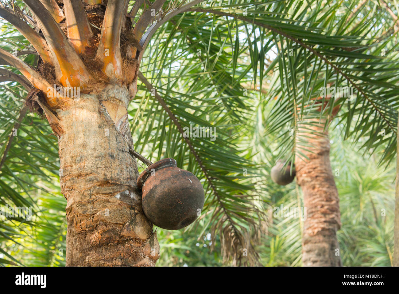 Khejur gaach hi-res stock photography and images - Alamy