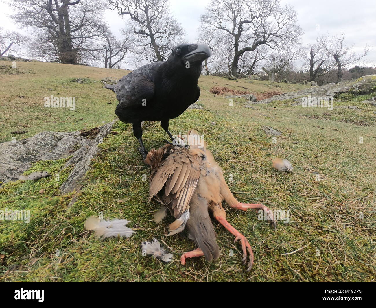 Red legged crow hi-res stock photography and images - Alamy