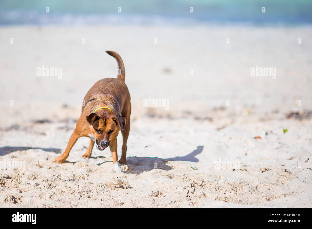 A dog barking at a small crab on the beach Stock Photo - Alamy