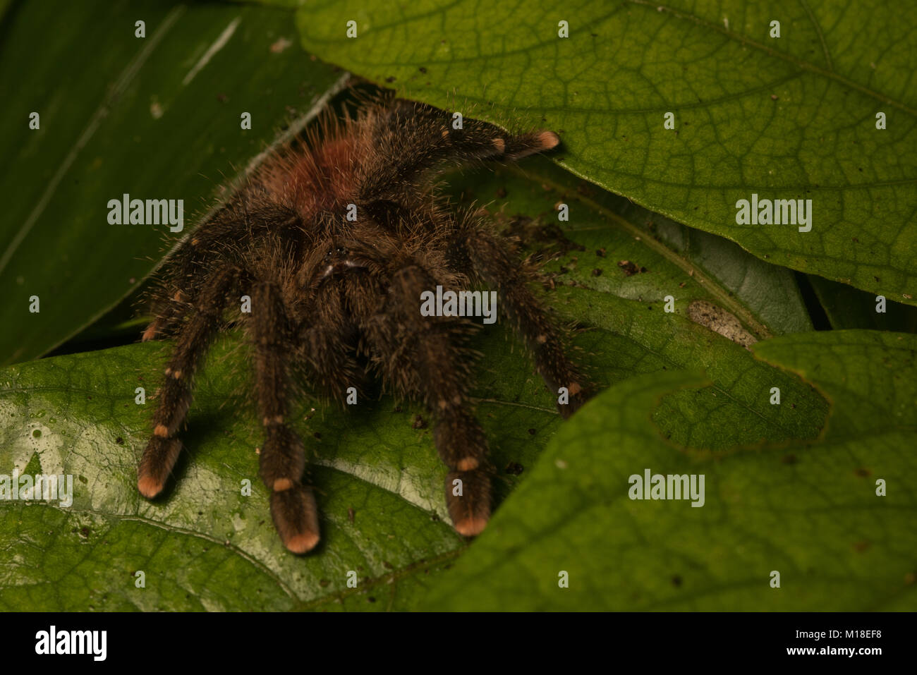 A pink toe tarantula (Avicularia avicularia) emerging from its hiding ...