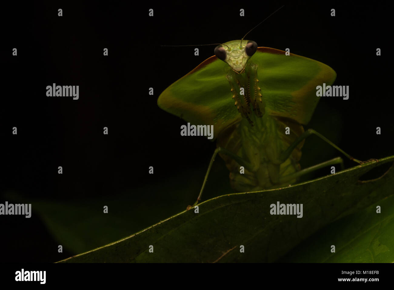 A shield mantis in the genus Choeradodis, relies on its camouflage to ...