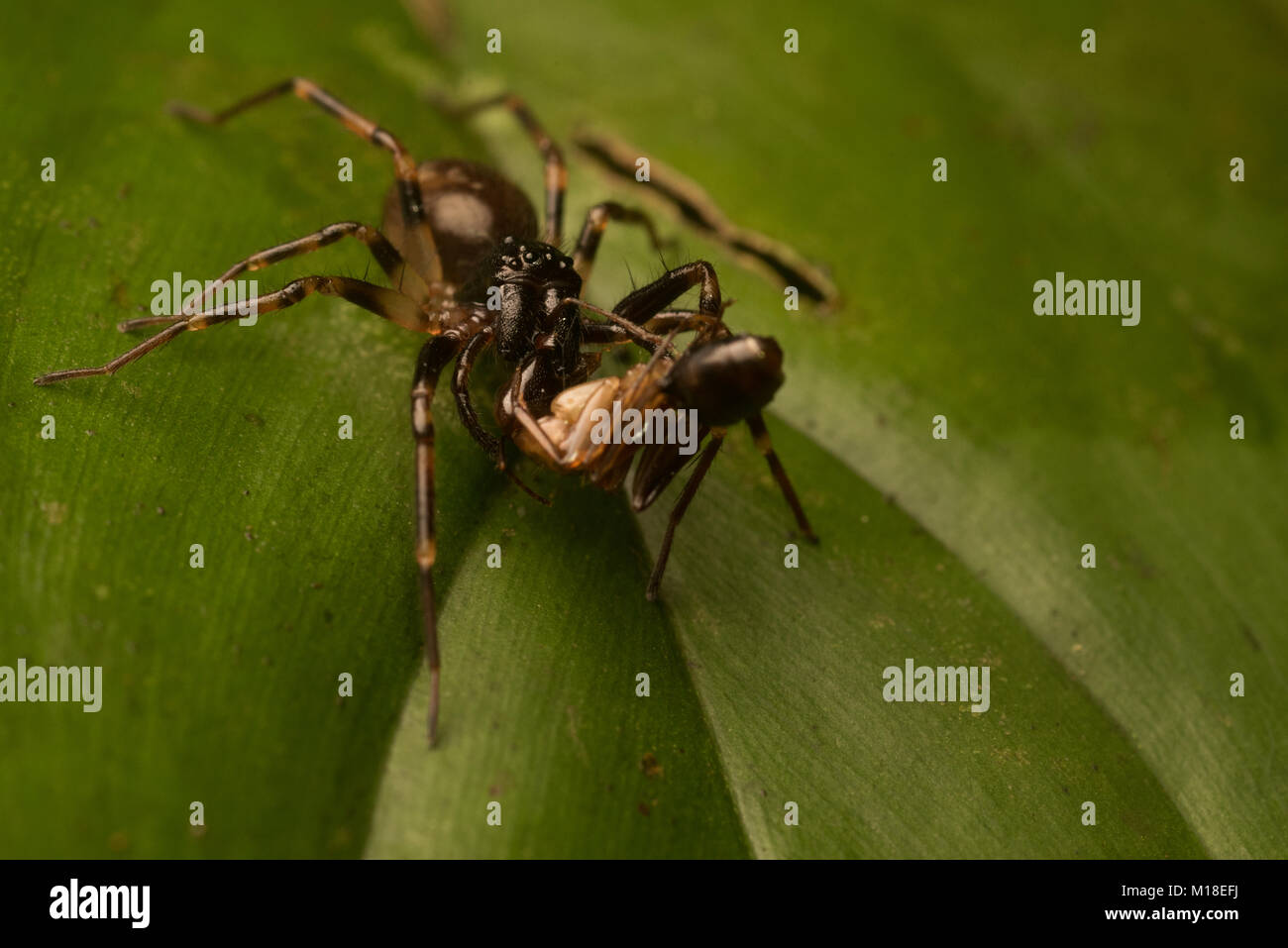 Scary ant hi-res stock photography and images - Alamy