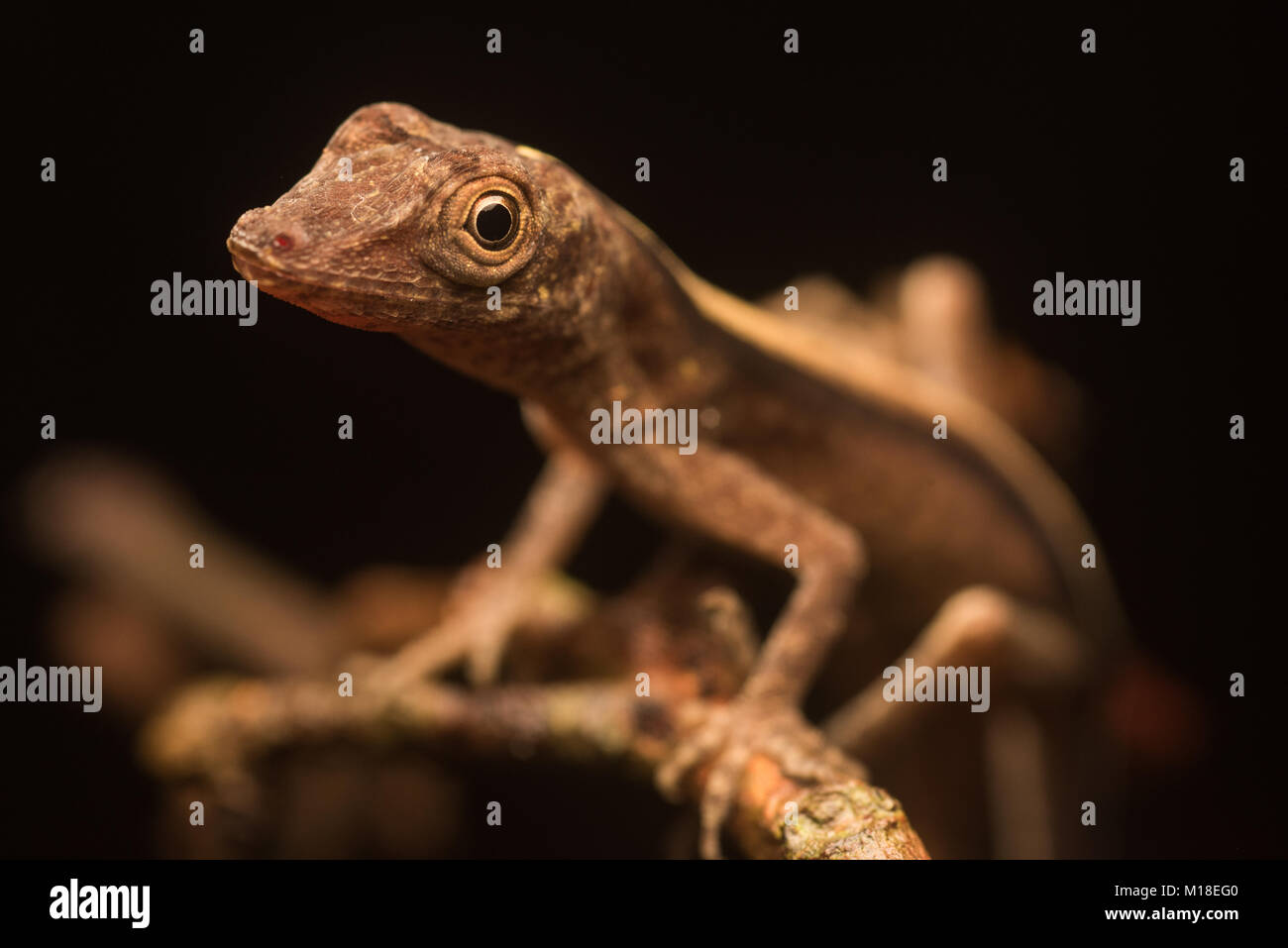 A slender anole (Anolis fuscoauratus) a species of lizard from South ...