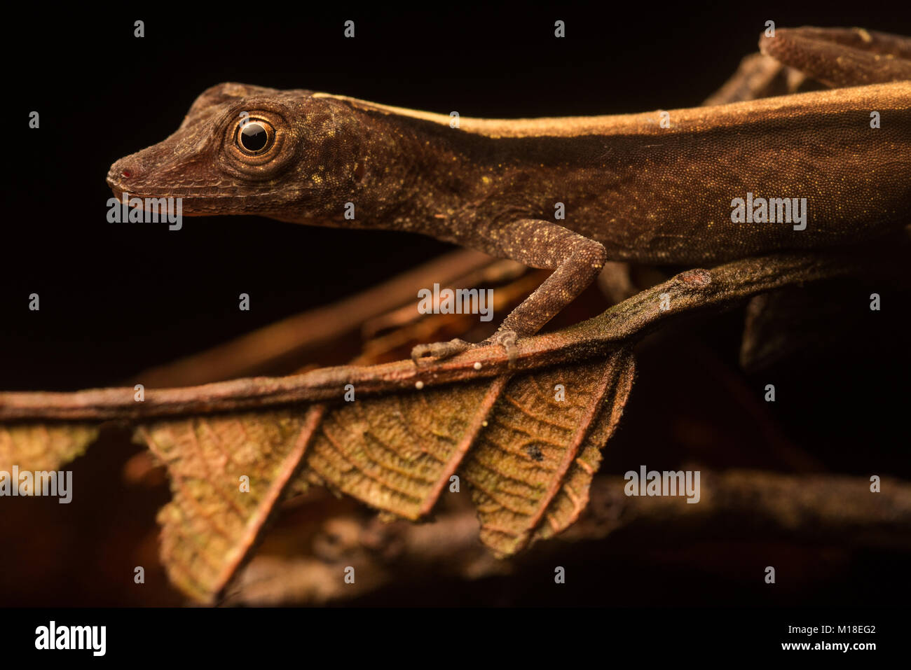 A slender anole (Anolis fuscoauratus) a species of lizard from South ...