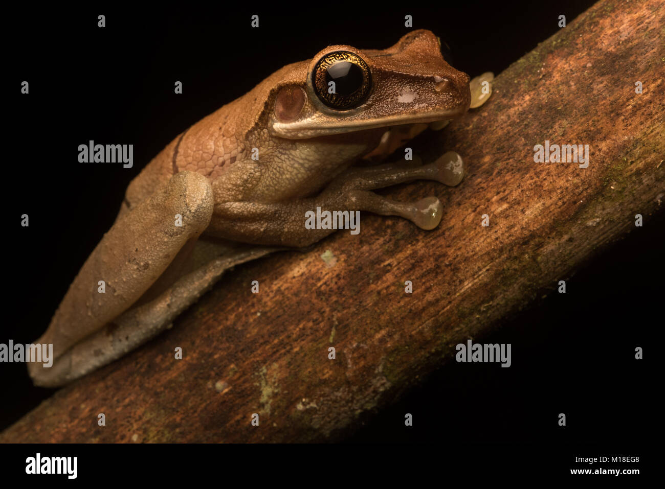 A tree frog (Osteocephalus sp.) from the Amazonian jungle in Colombia ...