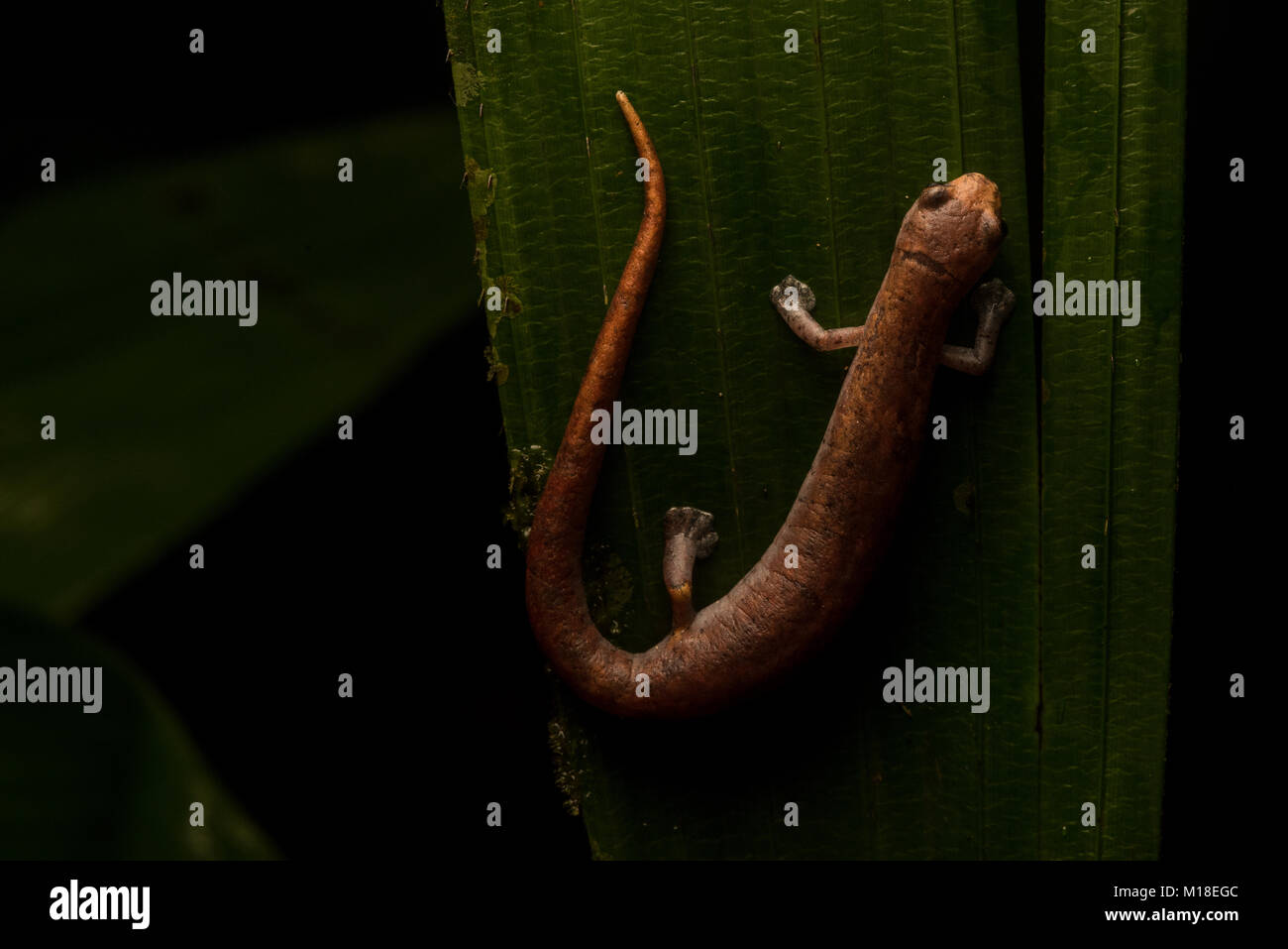 A climbing salamander (Bolitoglossa altamazonica) from the jungles of ...