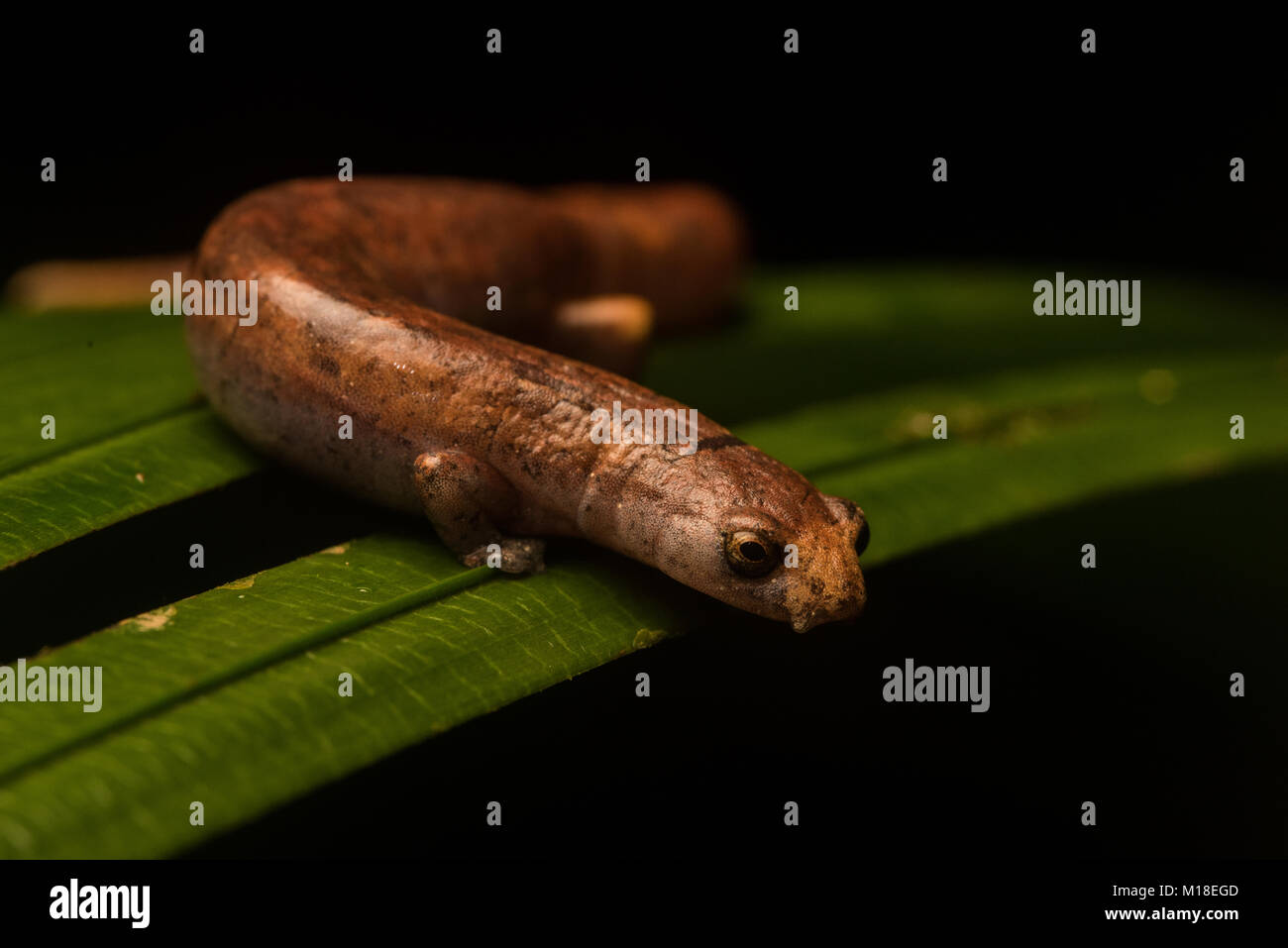 Salamander anatomy hi-res stock photography and images - Alamy