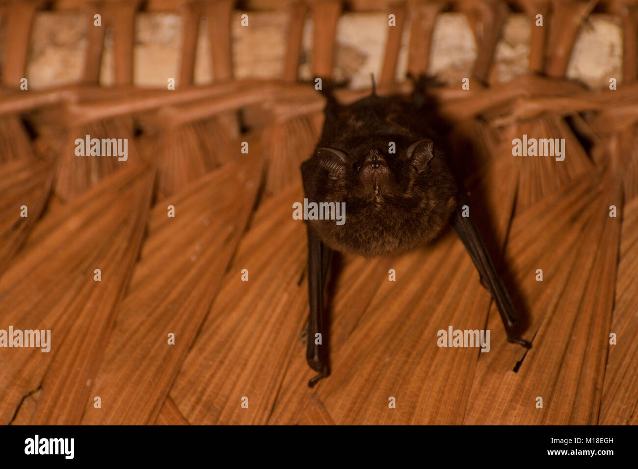 A small sac-winged bat hanging from the ceiling in Colombia Stock Photo ...