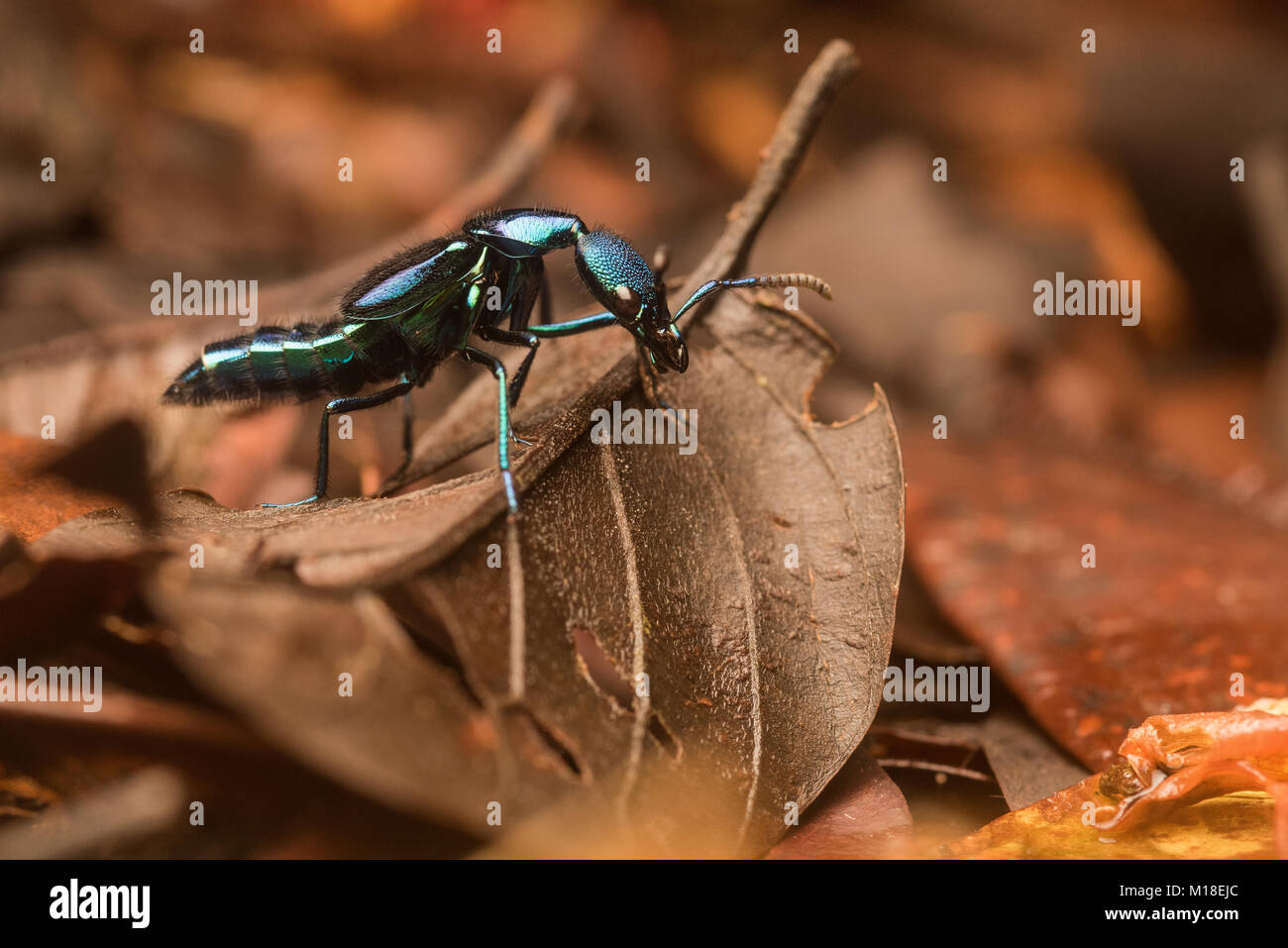 Blue Metallic Beetle High Resolution Stock Photography and Images - Alamy