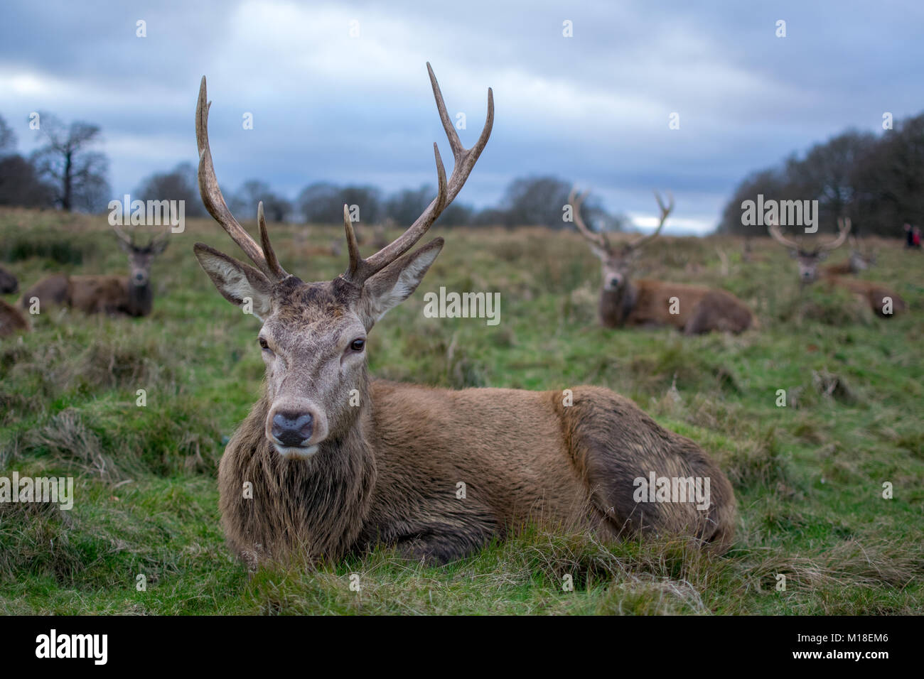A stag resting during cull season Stock Photo - Alamy