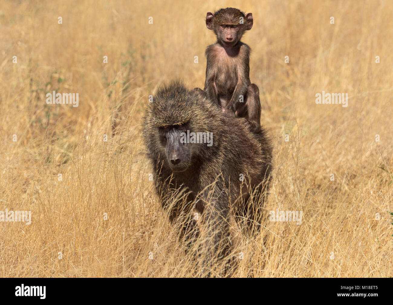 Olive Baboon (Papio anubis),riding on its mothers back,Samburu National ...